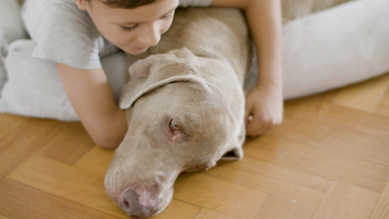 Premium stock video - Little boy hugging and petting his lovely dog ...