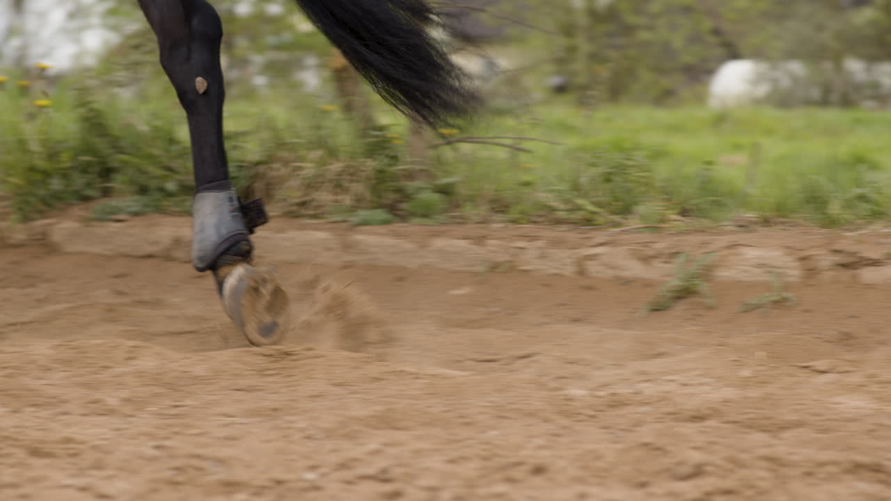 Premium stock video - Black horse galloping on ground
