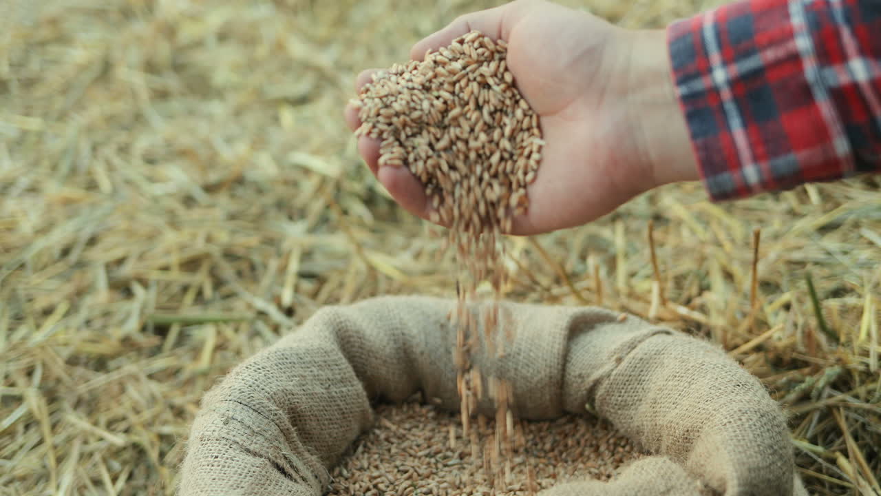 Free stock video - Close up of the caucasian farmer's hand pouring ...