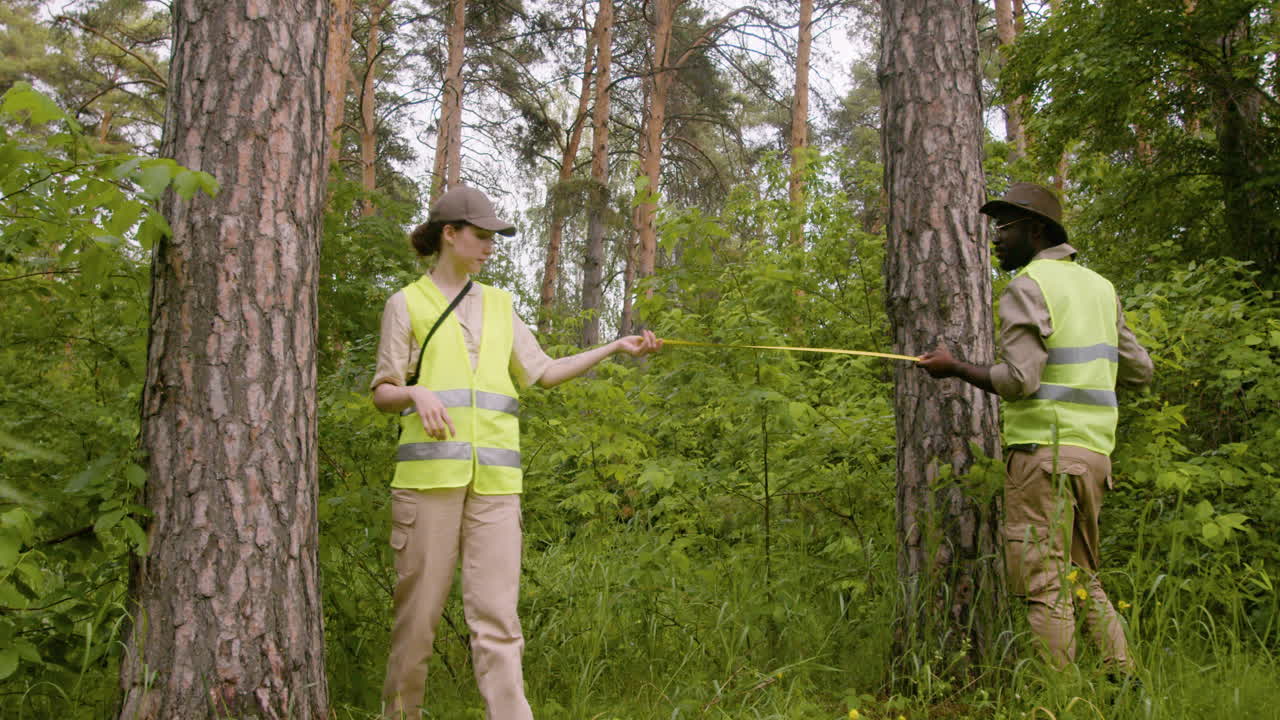 Vídeo Gratis - Guardabosques caucásicos y afroamericanos midiendo la ...