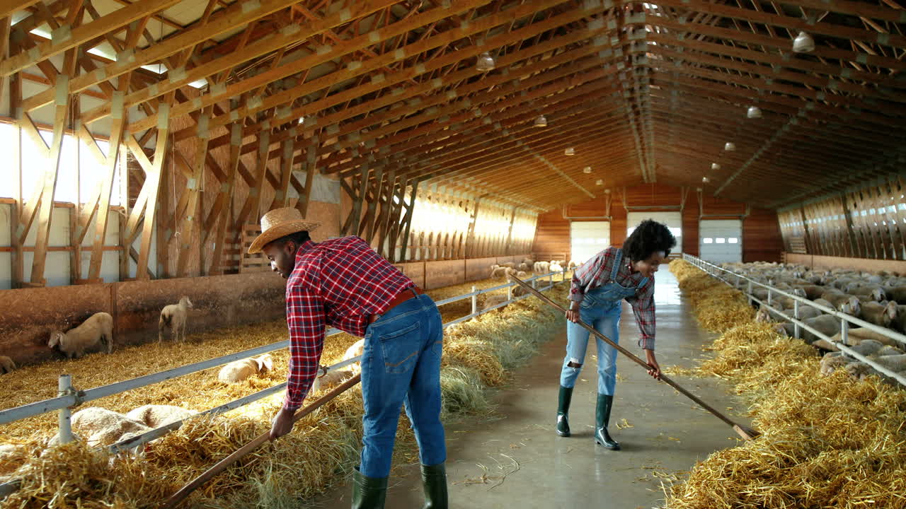 Free stock video - African american woman and man farmers cleaning hay ...