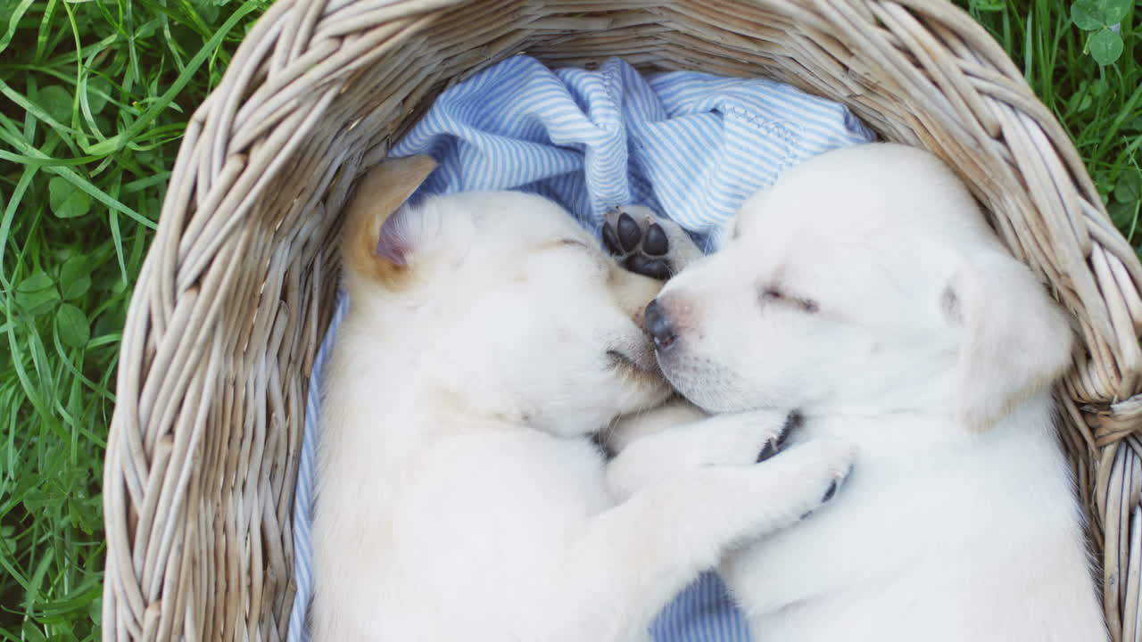 Free stock video - Top view of two cute labrador puppies hugging on a ...