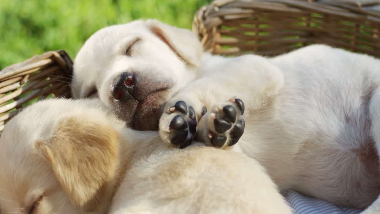 Free stock video - Close-up view of cute small labrador puppies ...