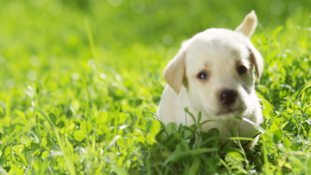 Free stock video - Close-up view of a cute small white labrador puppy ...