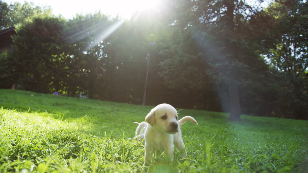 Free stock video - Cute small labrador puppy running on green grass in ...
