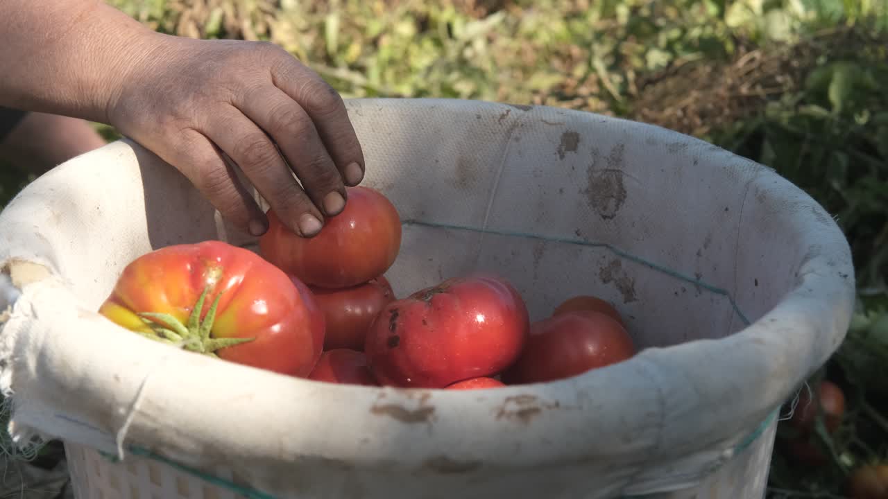 Premium stock video - Bucket red tomatoes