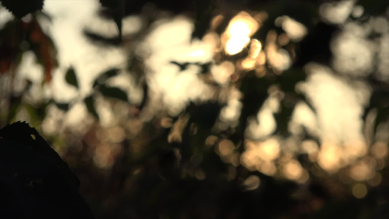 Nature Leaves Come Into Focus And Evening Color Free Stock Video ...