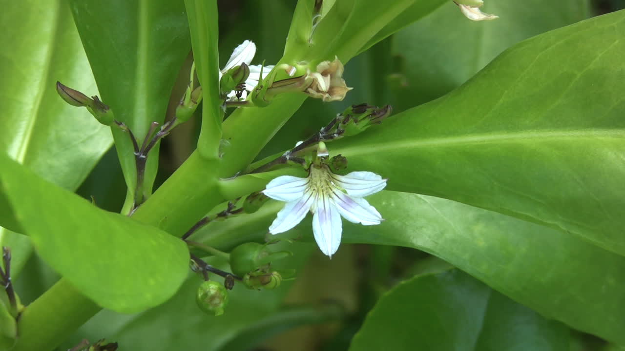 Naupaka Mythic Hawaiian Flower Free Stock Video Footage Download Clips