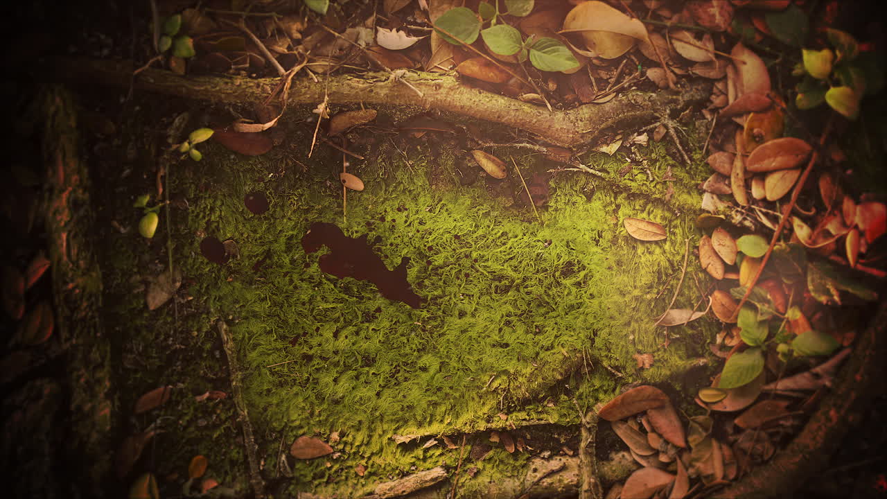 Premium stock video - Mystical horror background with dark blood in ...