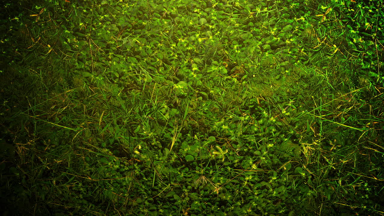 Premium stock video - Cinematic background with green grass and light ...