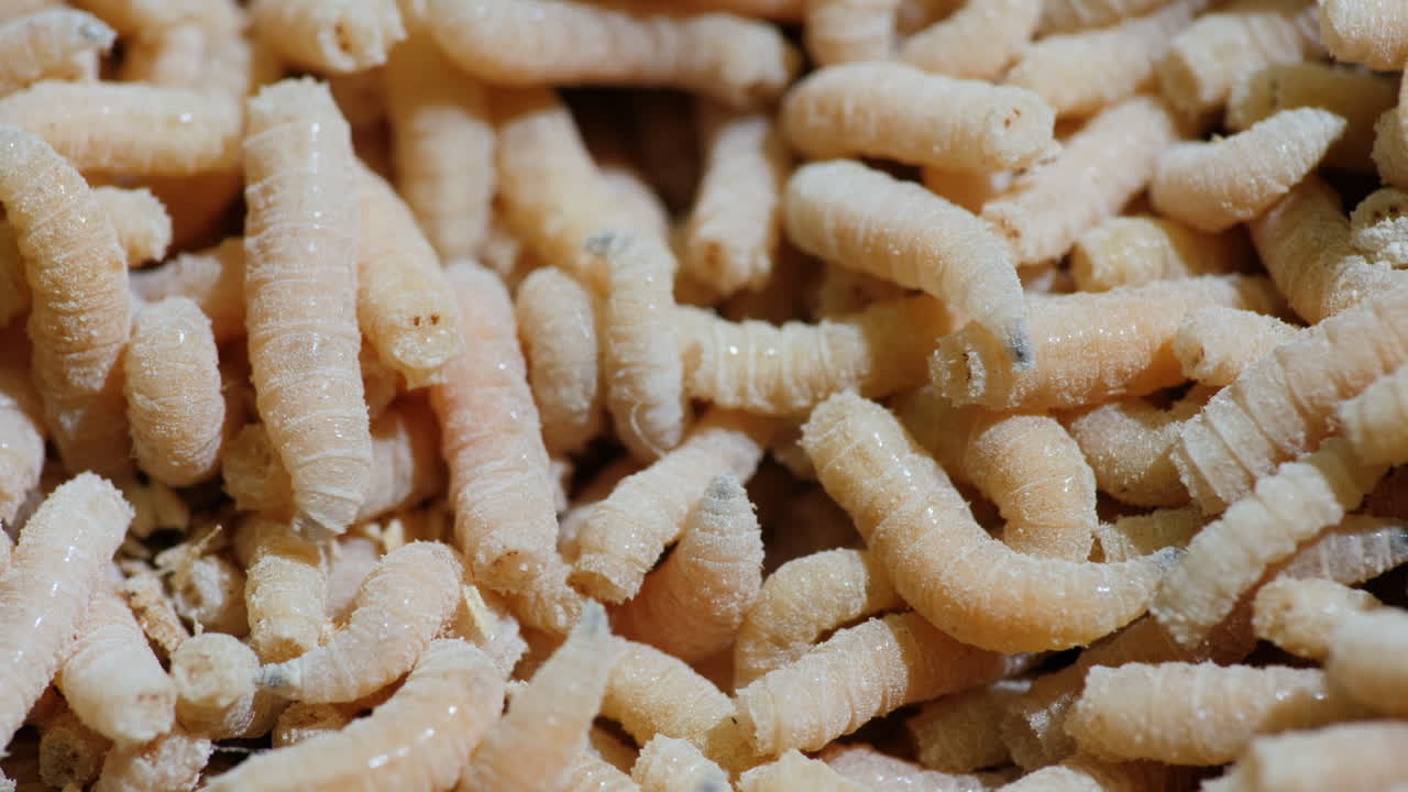 Premium stock video - Maggots in a heap 1