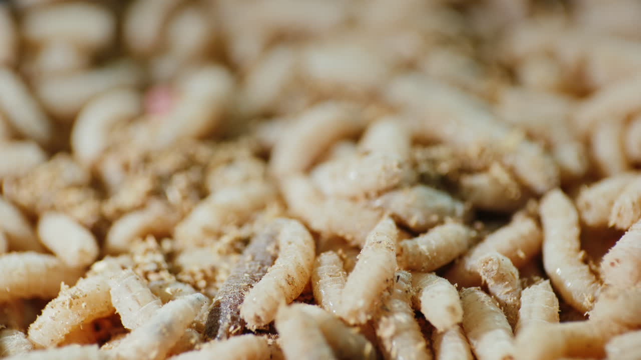 Vidéo de stock Premium - Fond d'une multitude d'asticots blancs 1