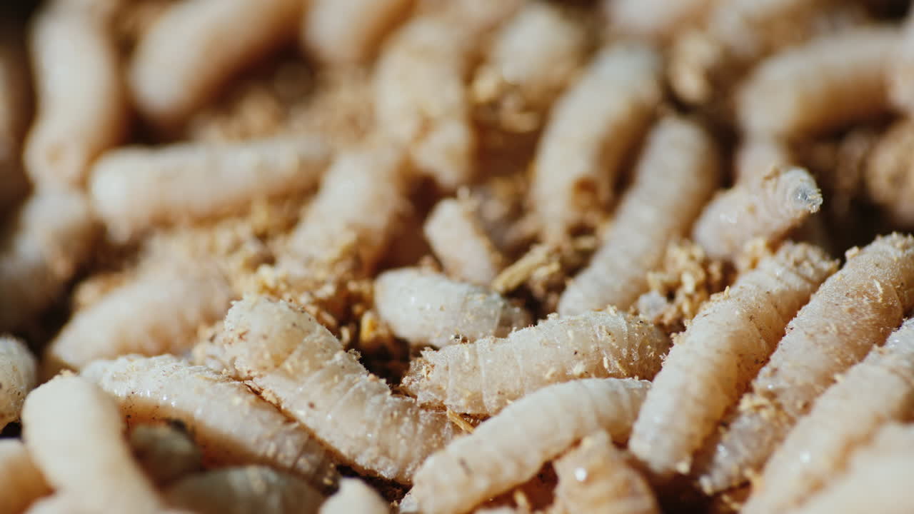 Premium stock video - Juicy maggots for catching fish