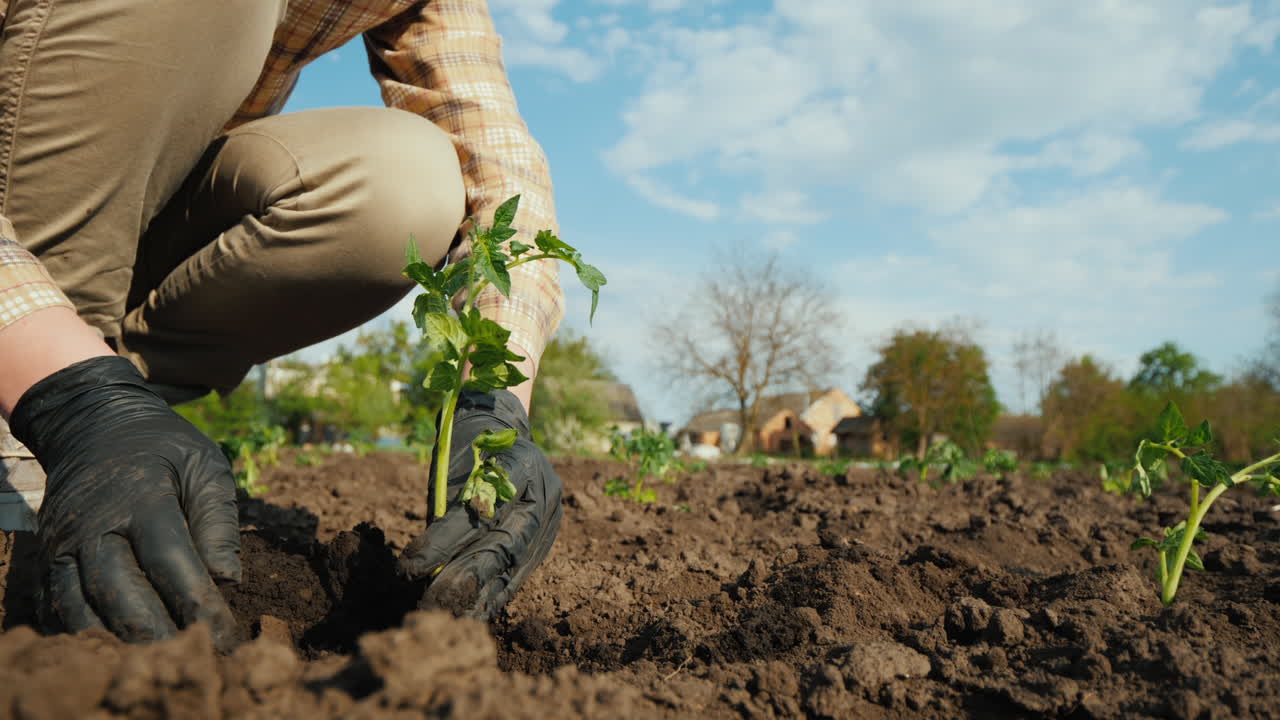 Premium stock video - Farmer planting tomato seedlings in the field 3