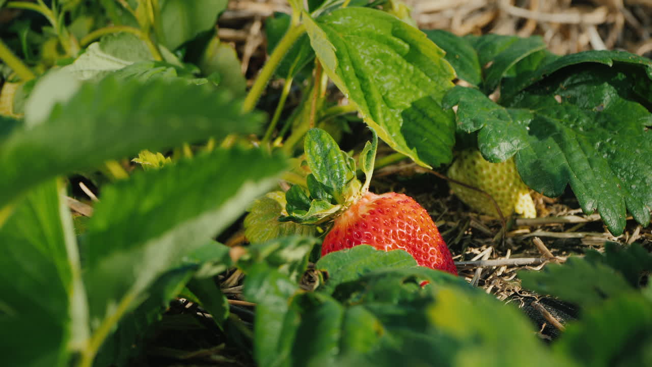 Premium stock video - Farmer carefully cuts strawberry berries from ...