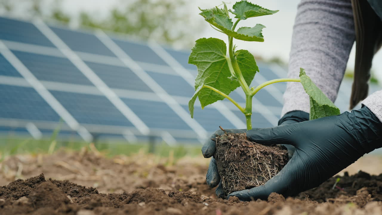 Premium stock video - Farmer eats seedling in vegetable garden in the ...