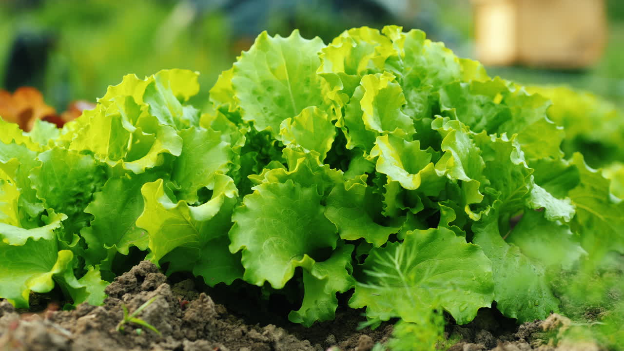 Premium stock video - Water droplets fall on lettuce leaves in the garden