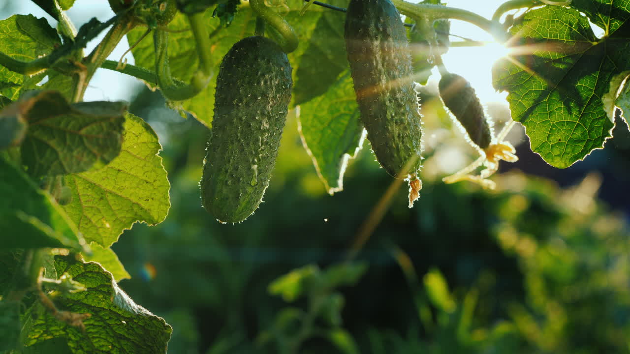 Premium stock video - Cucumbers ripen in the sun 1