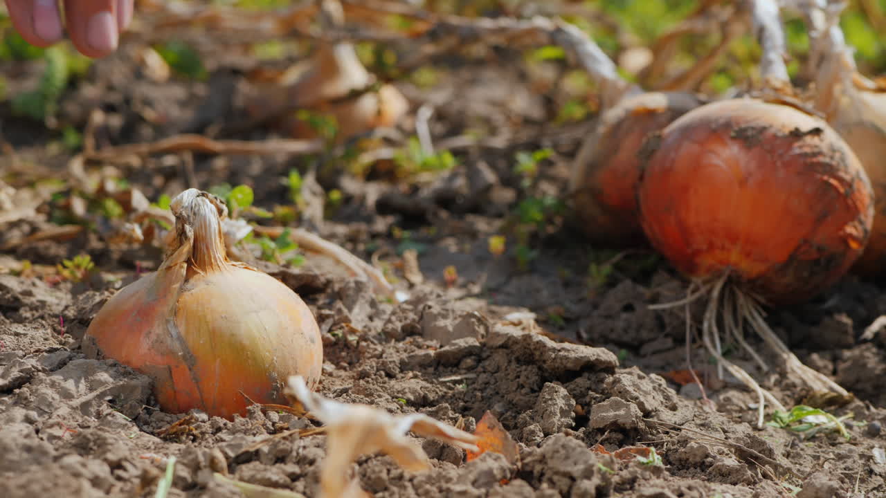Premium stock video - Farmer picks ripe onions from the ground 1