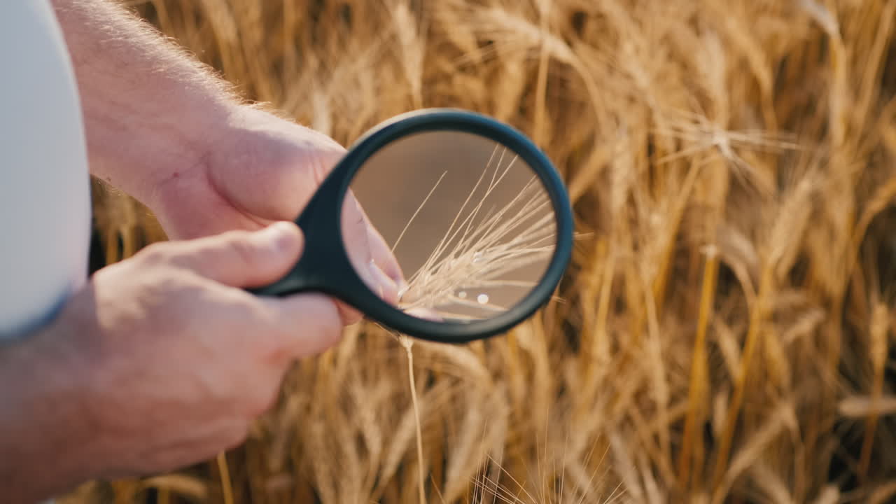 Premium stock video - An agronomist studies wheat through a magnifying ...