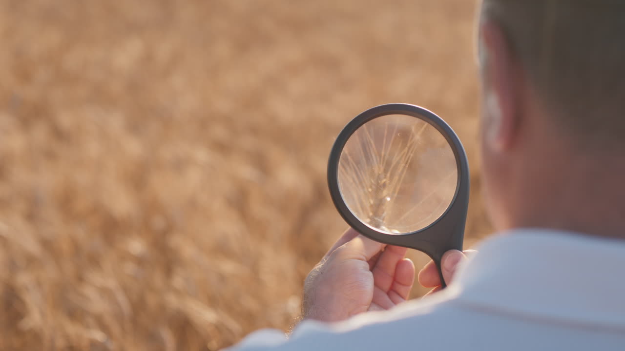 Premium stock video - An agronomist studies wheat through a magnifying ...