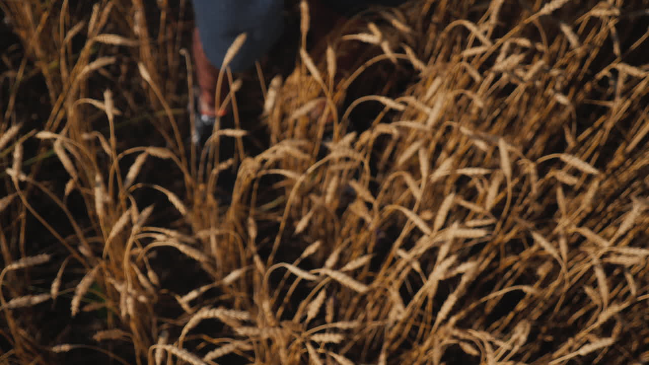 Premium stock video - Farmer holds a loaf of bread in a wheat field 1