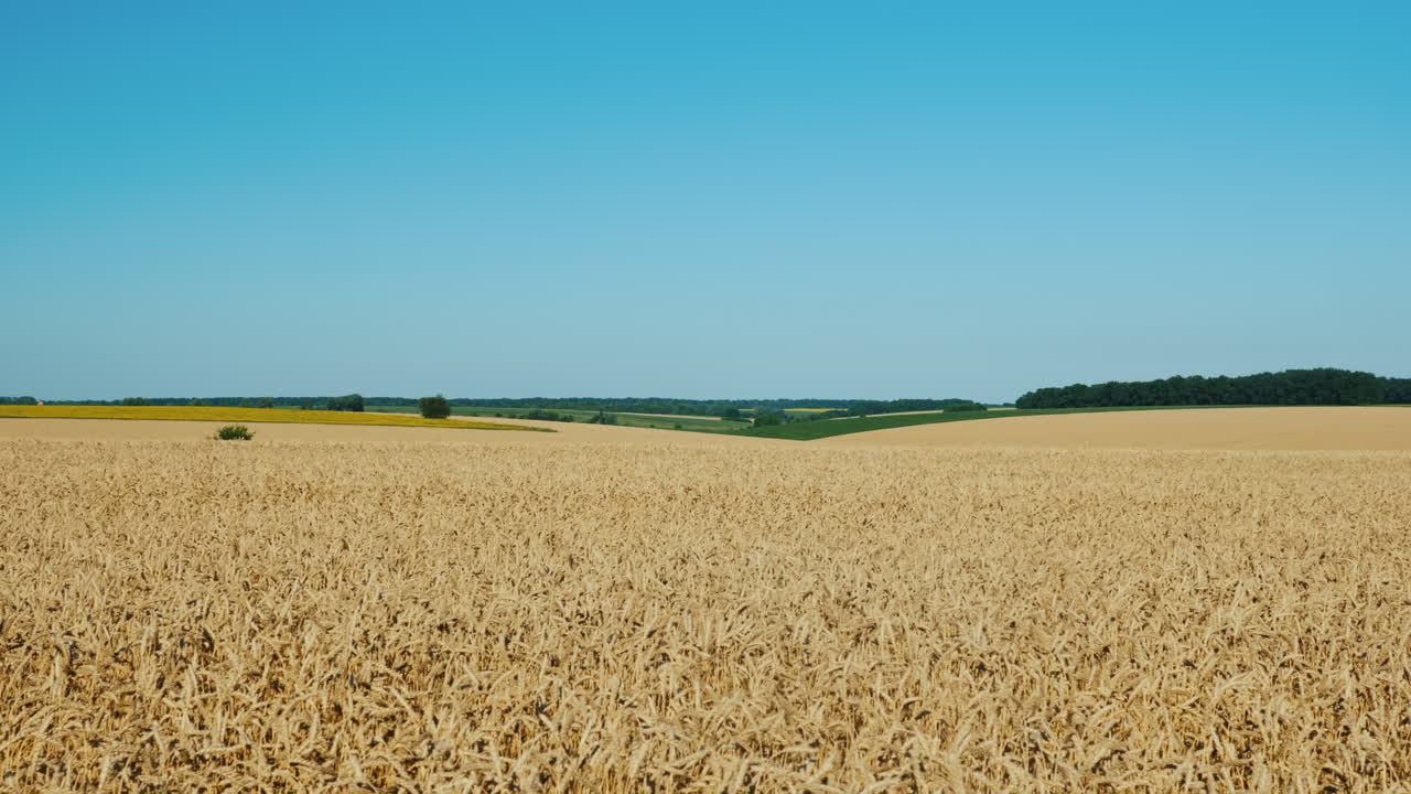Premium stock video - Boundless field of wheat ready for harvest 1