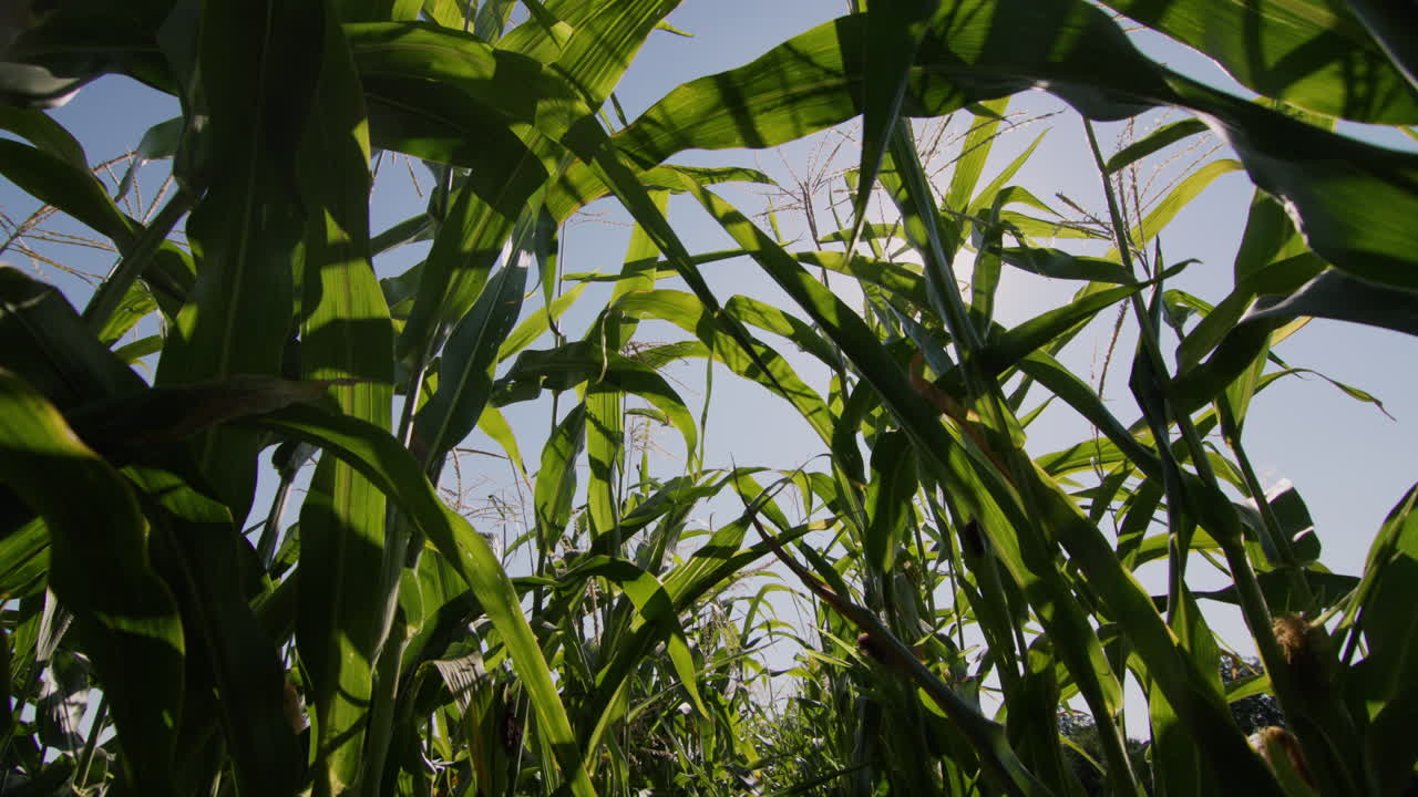 Premium stock video - Corn matures in the sun