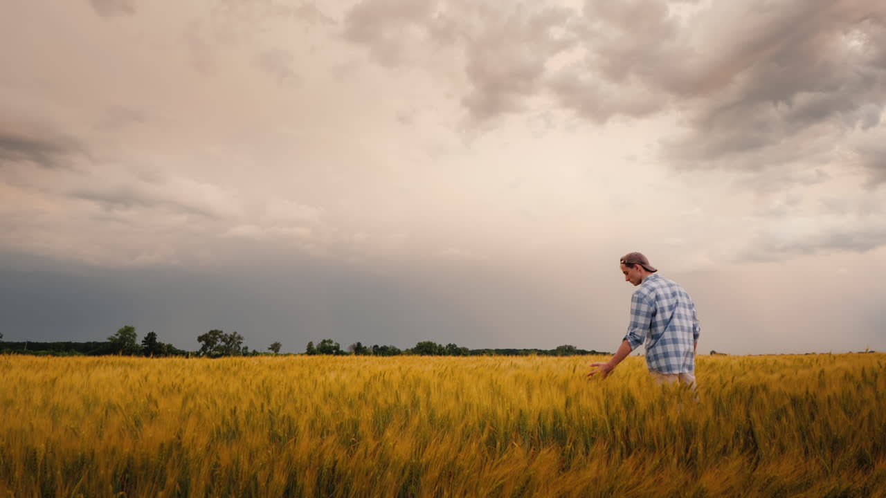 Premium stock video - The figure of the farmer in the field of wheat ...