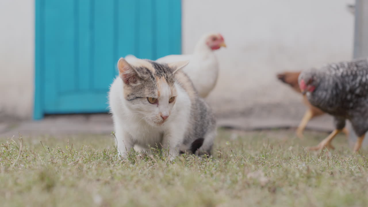 Premium stock video - Chickens try to take away the cat's food and the ...