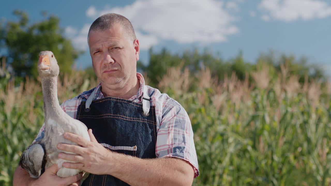 Premium stock video - A farmer holds a large goose 2