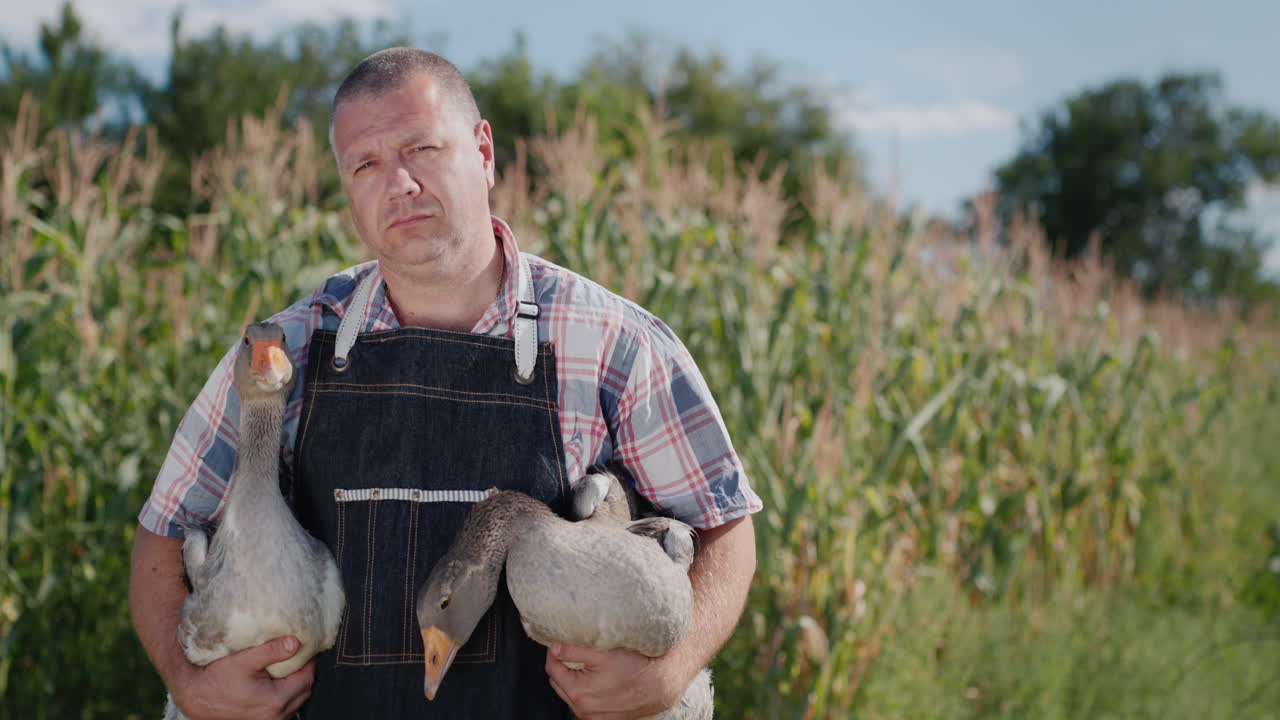 Premium stock video - A farmer holds two large geese