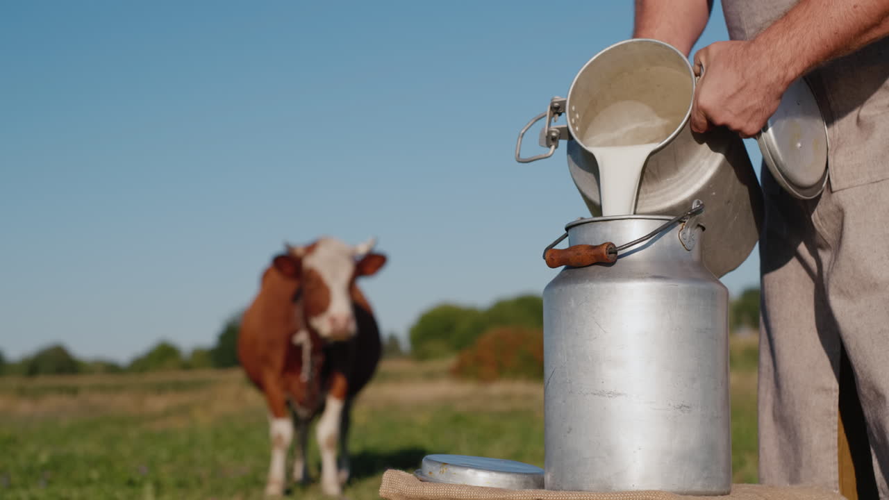 Premium Stock Video Farmer Pours Milk Into A Can With A Cow In The Background