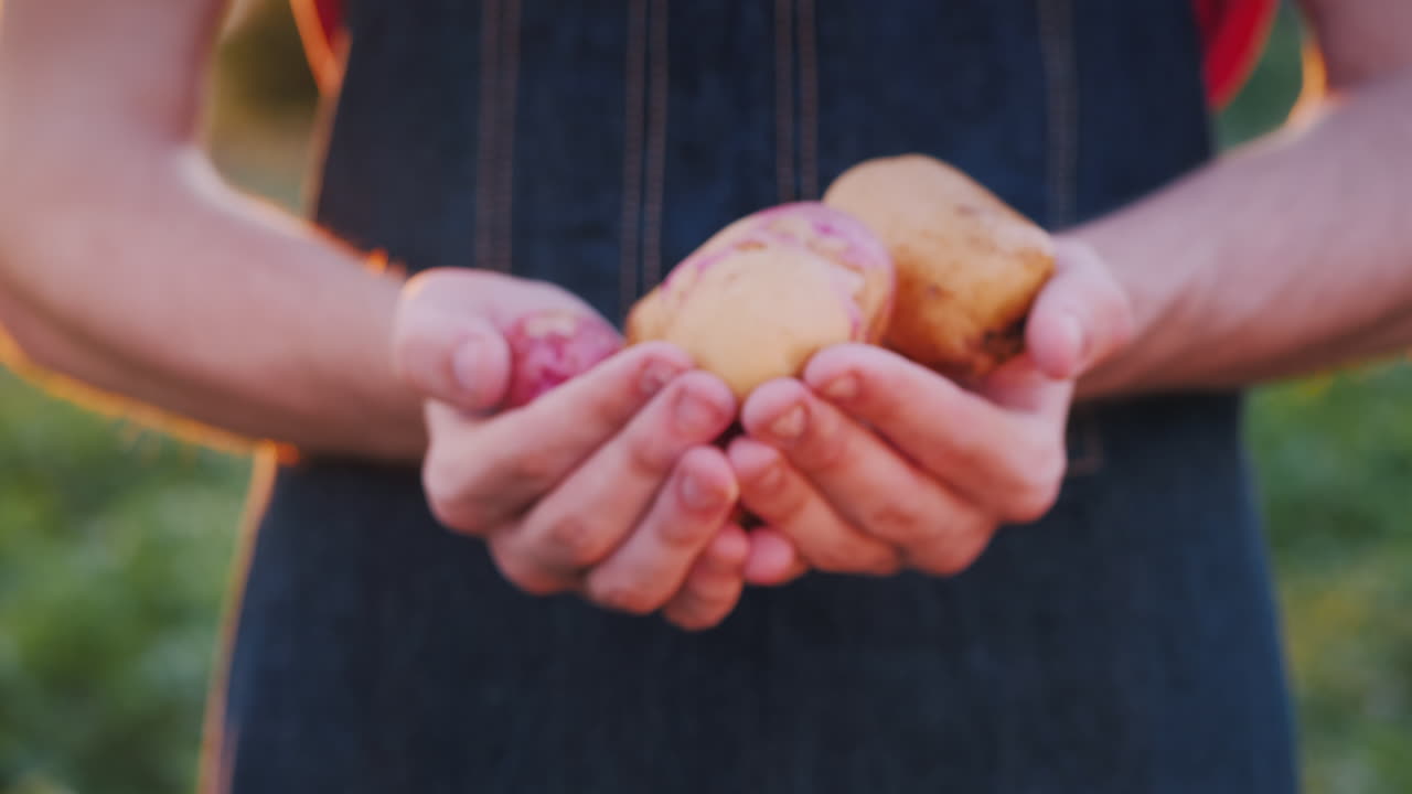 Premium stock video - Farmer holds ripe potatoes from new crop