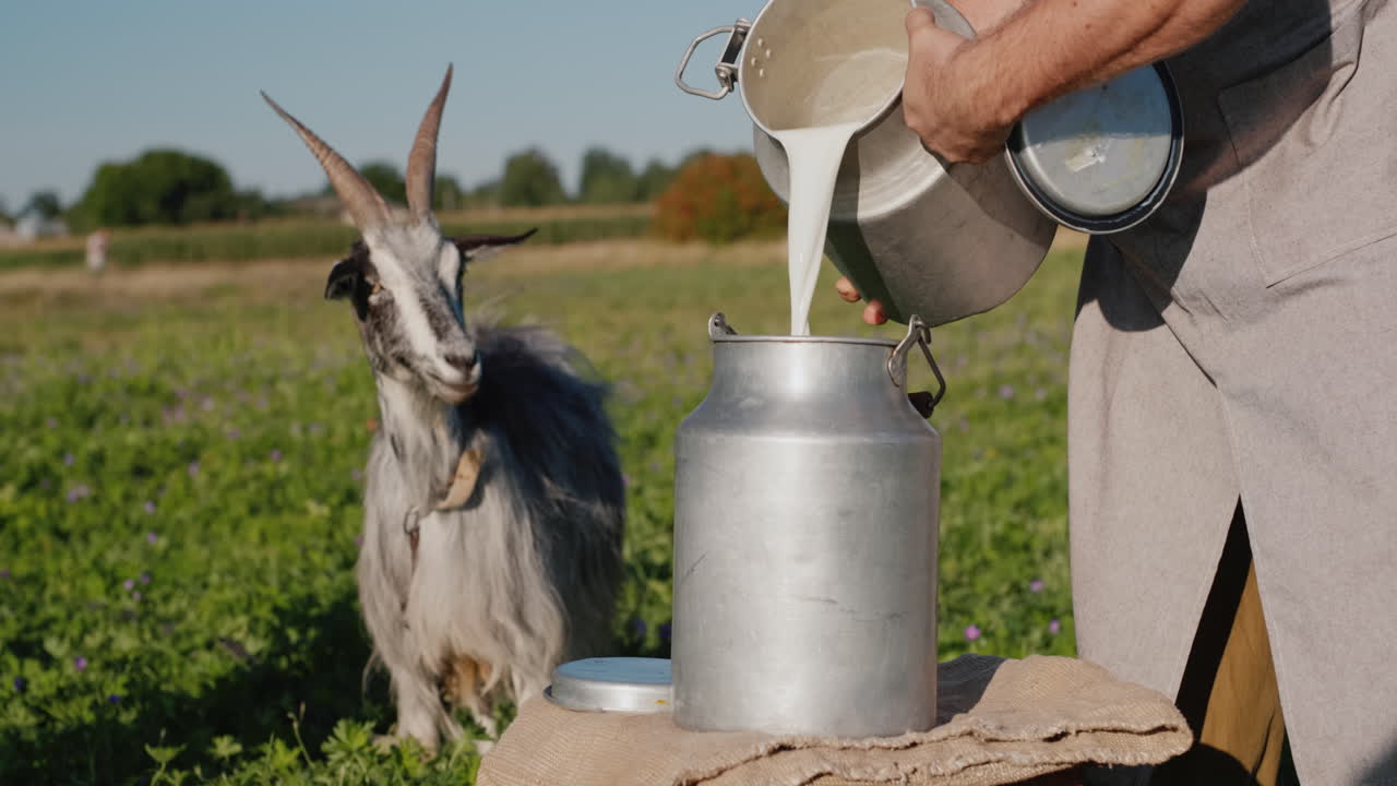 Premium stock video - A man pours goat's milk into a can