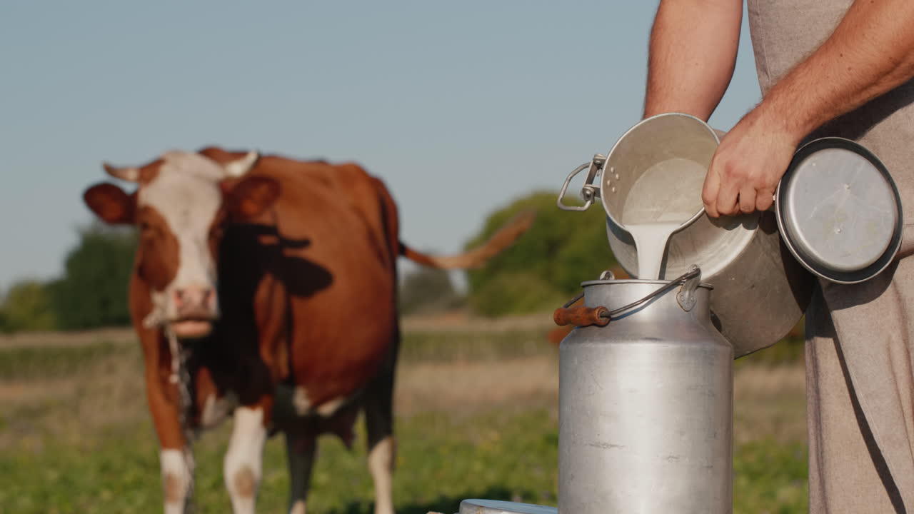 Premium stock video - Farmer pours milk into can at sunset 2