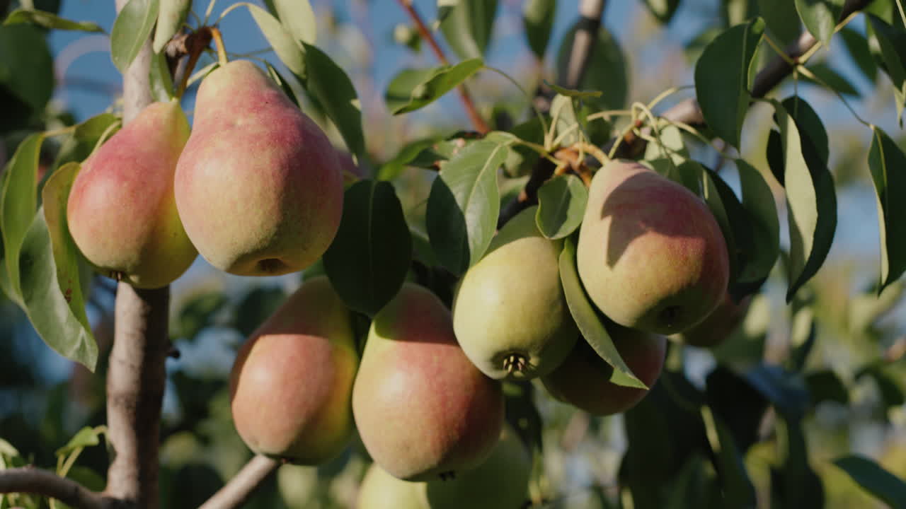 Premium stock video - Beautiful pears ripen on a branch on a summer day