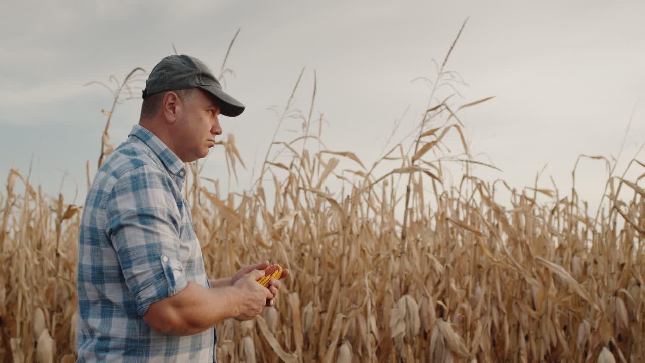Premium stock video - Farmer walks along the road along the fields of corn