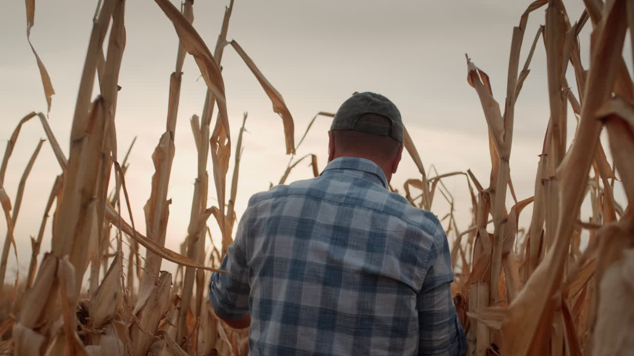 Premium stock video - Farmer walks among tall corn plants in field
