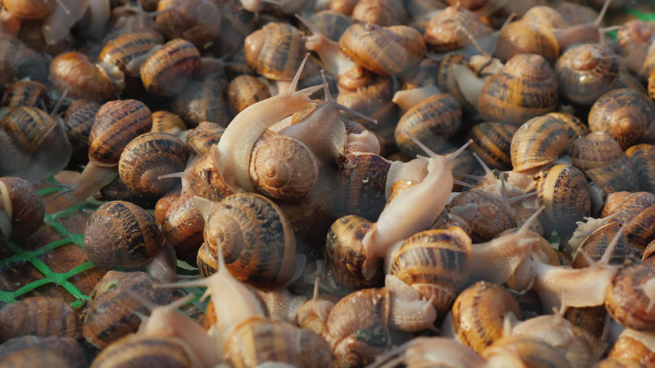 Premium stock video - Many snails crawl side by side in a tray