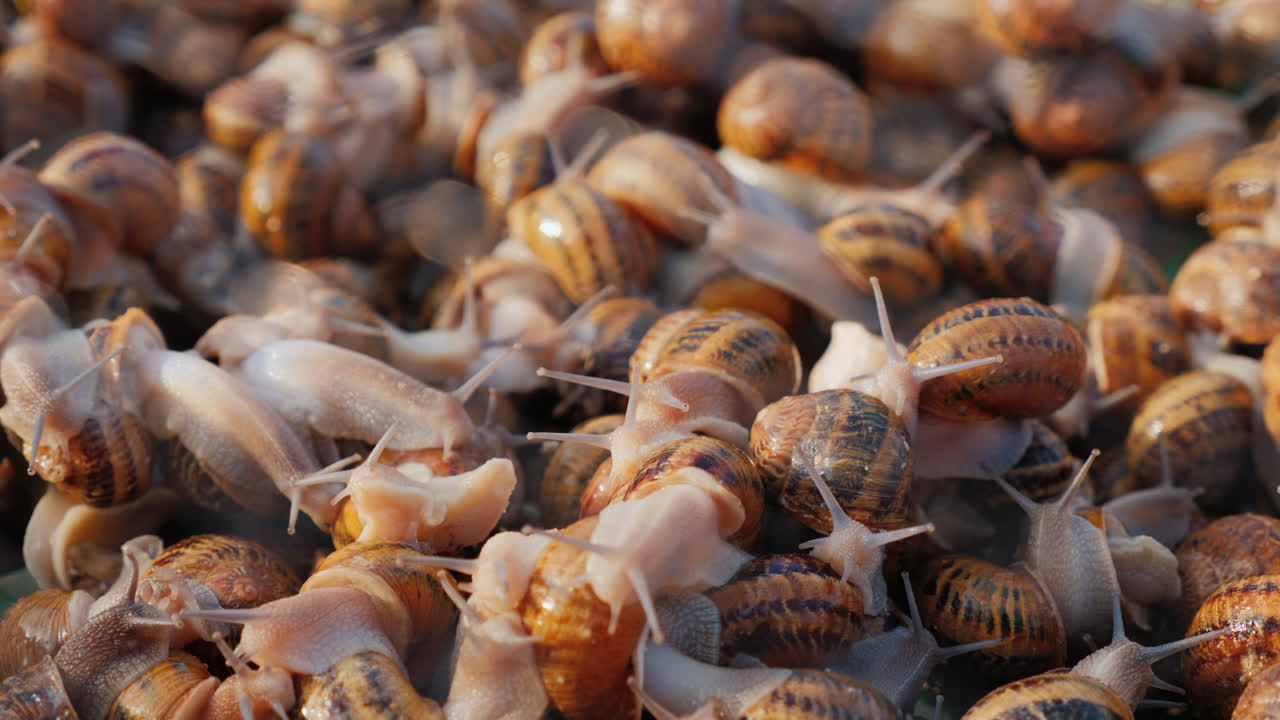 Premium stock video - Live snails at a farm