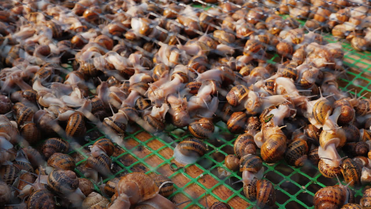 Premium stock video - Live snails at a farm 1