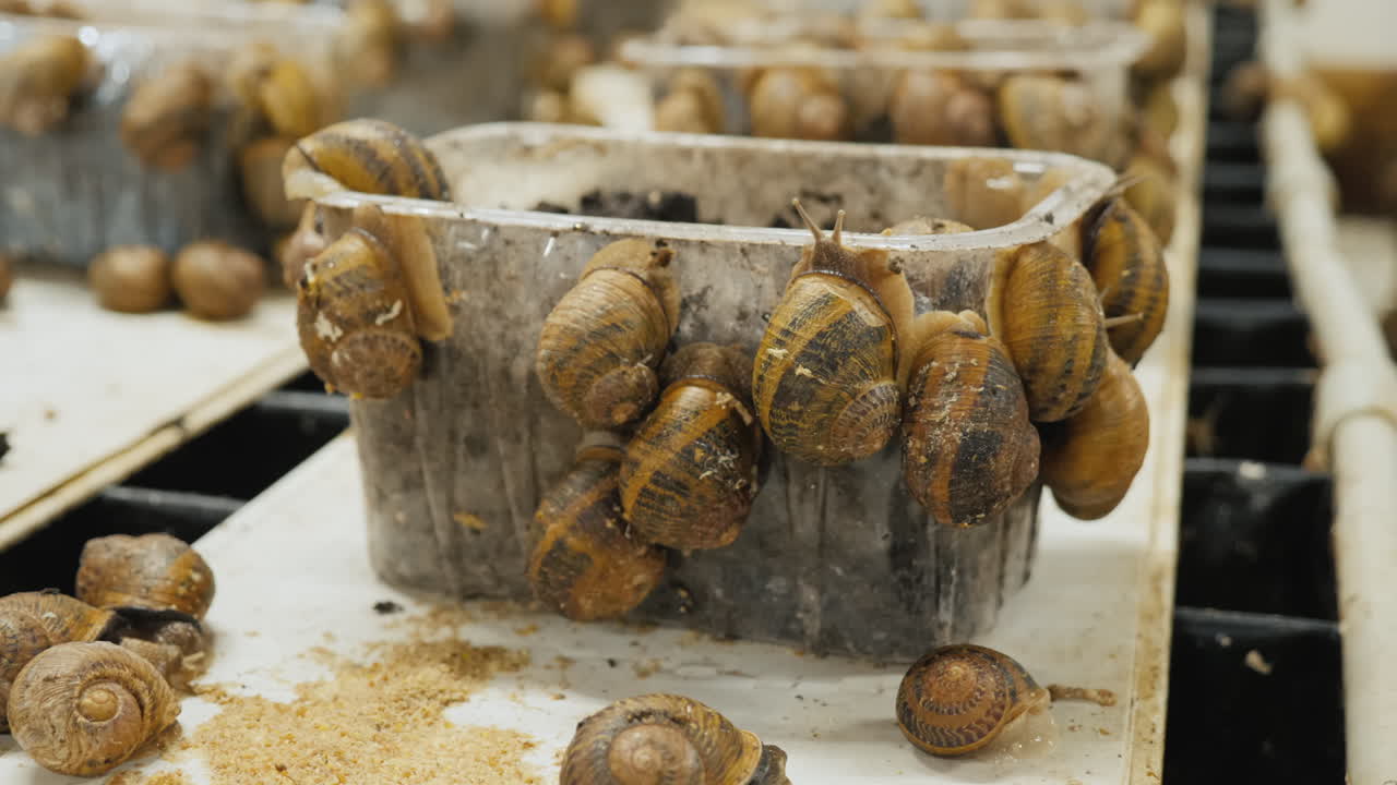 Premium stock video - Container with snails at the farm where they are ...