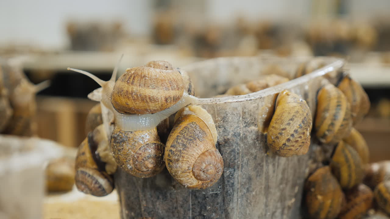 Premium stock video - Container with snails at the farm where they are ...