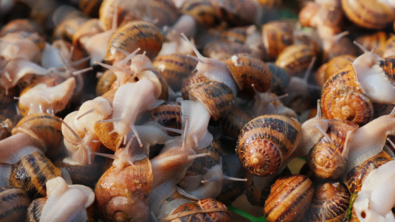Premium stock video - Container with snails at the farm where they are ...