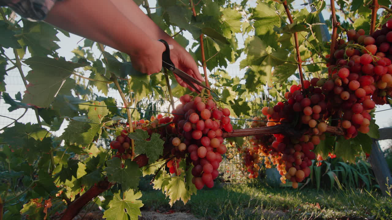 Premium stock video - Farmer cuts a large bunch of grapes from the vine