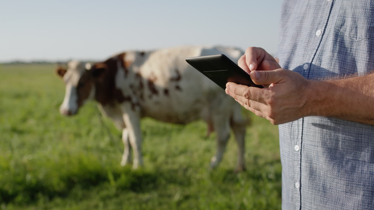 Premium stock video - Farmers uses a tablet in pasture where a cow grazes 4
