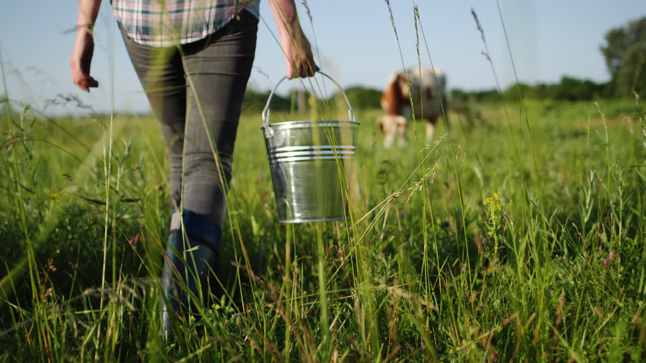 Premium stock video - Woman with a bucket walks towards a cow