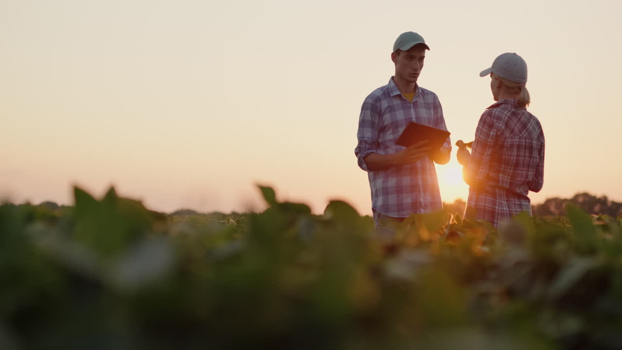 Premium stock video - Two farmers chat in a soybean field and use a tablet