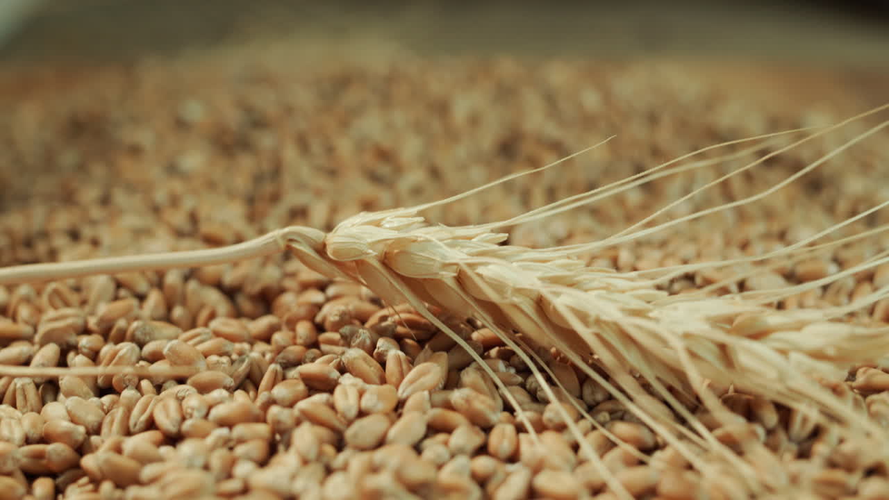 Premium stock video - The grains of wheat
